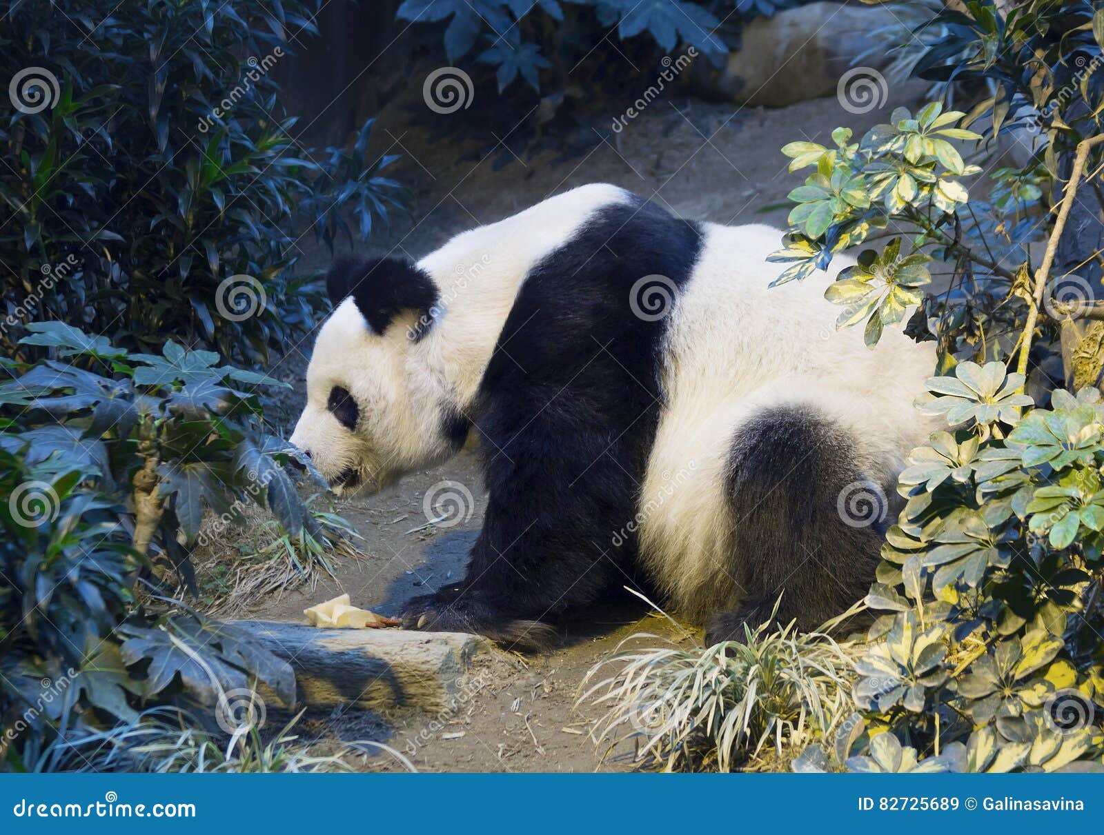Le Panda Géant Le Panda Blanc Image stock - Image du animal, griffes ...