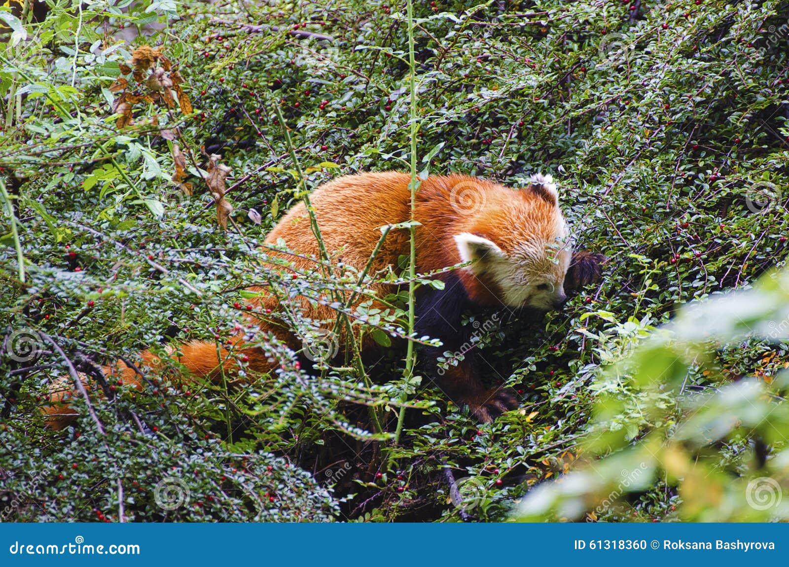 Le panda rouge mange photo stock. Image du himalaya, fourrure - 61318360