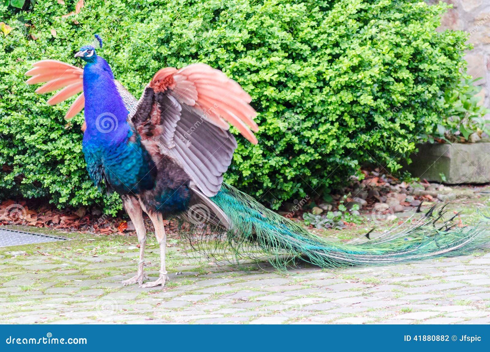 Le paon balance les ailes photo stock. Image du beau - 41880882