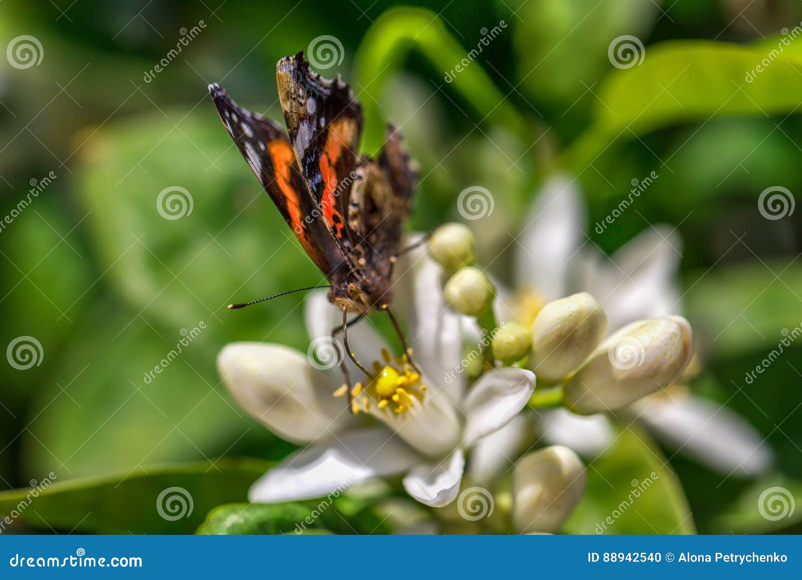 Le Papillon Boit Du Nectar D'une Fleur D'arbre Orange Photo stock ...