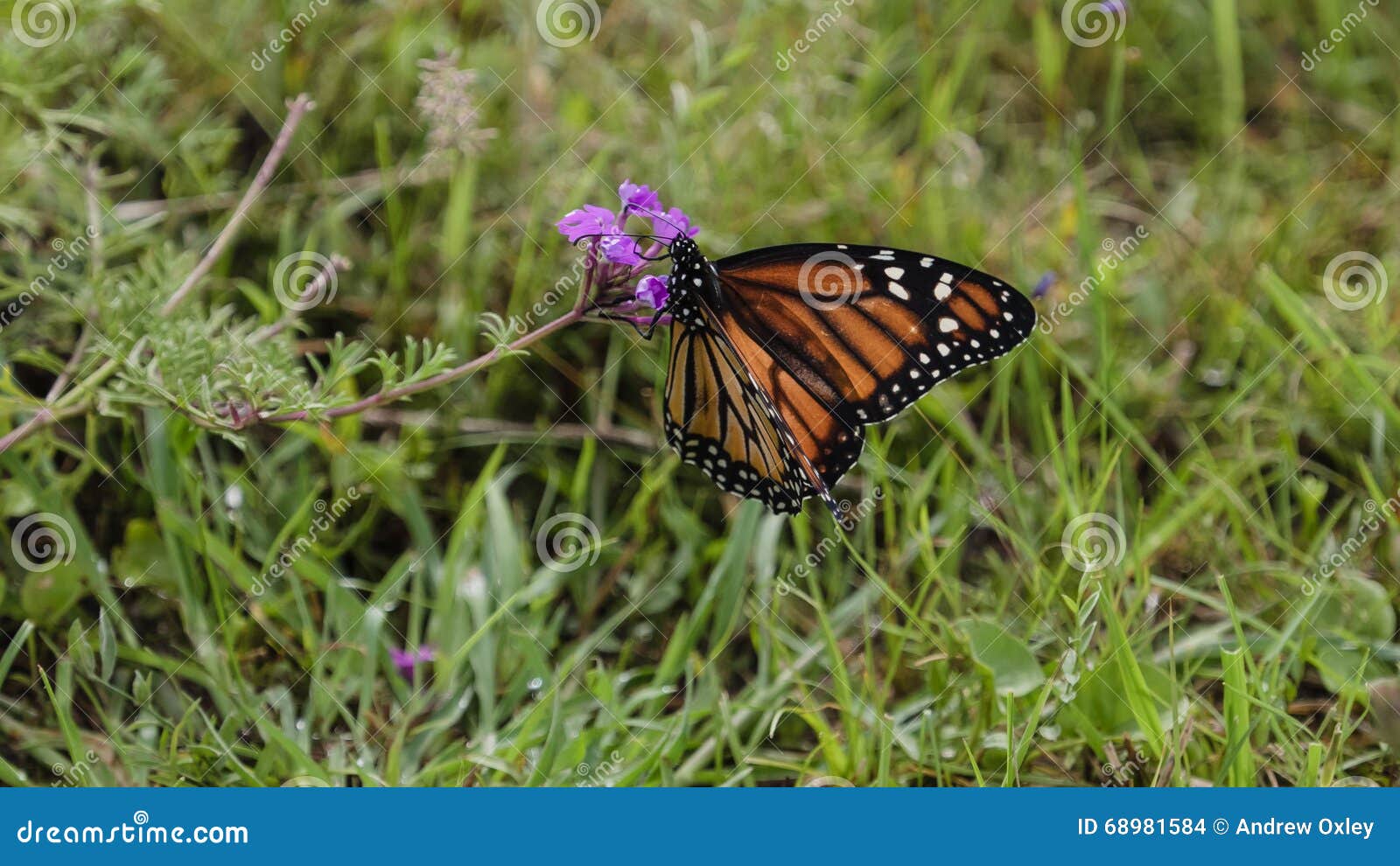 Le Papillon De Monarque (plexippus De Danaus) Photo stock - Image du ...
