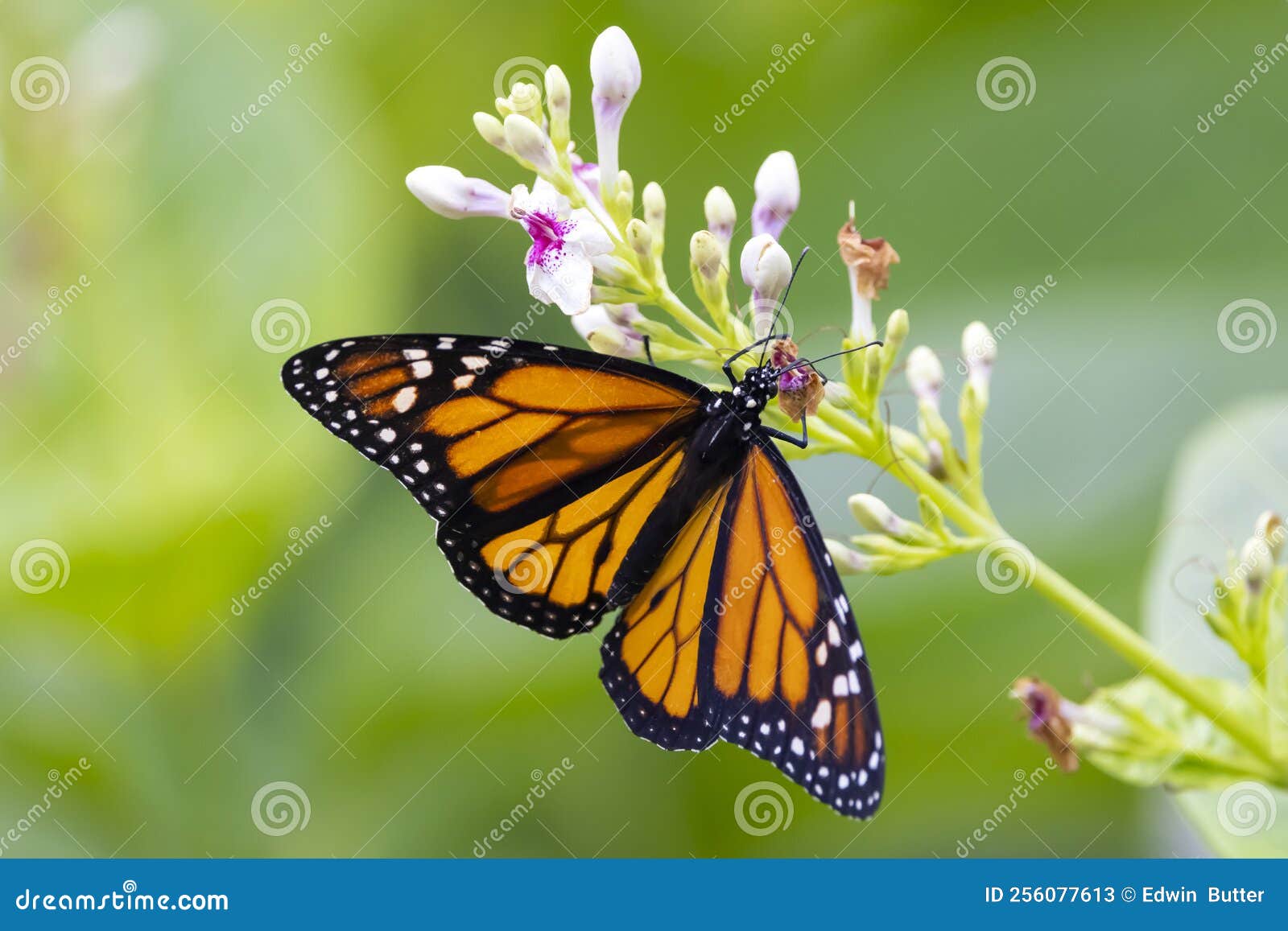 Le Papillon Monarque Ou Simplement Monarque Image stock - Image du vert ...