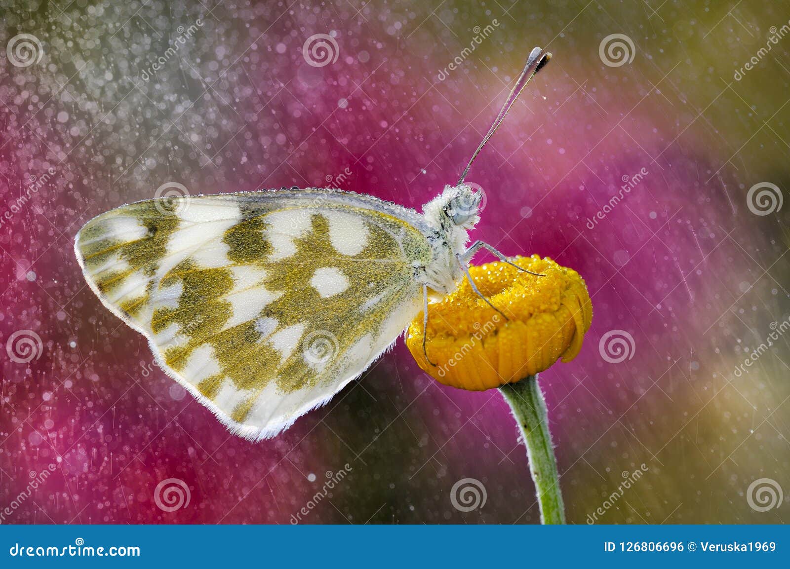 Papillon Photos Stock - Téléchargez 258,811 Photos libres de droits