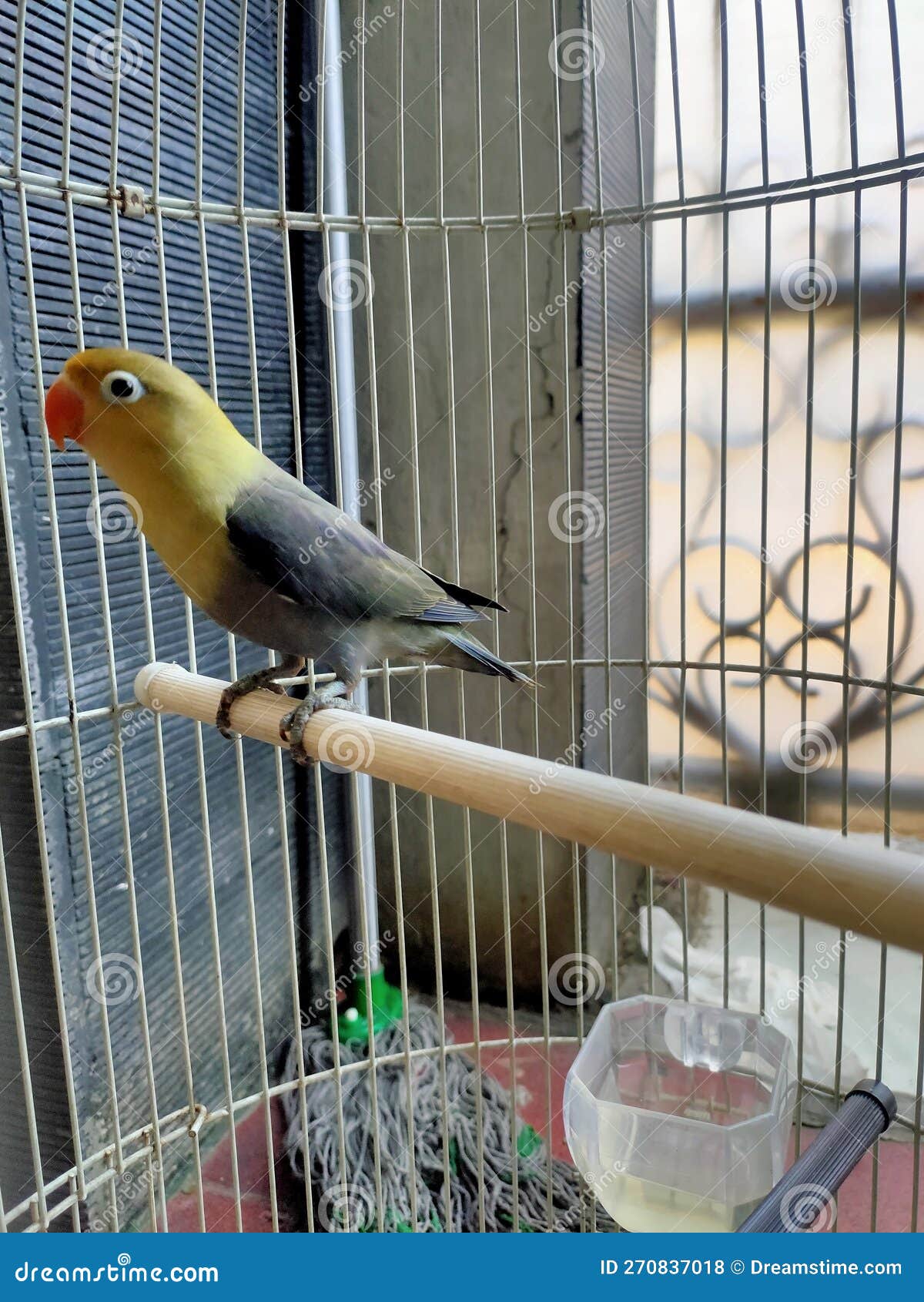 Le Parbleu De Lovebird Est Dans Une Cage. Photo stock - Image of aile, vert: 270837018