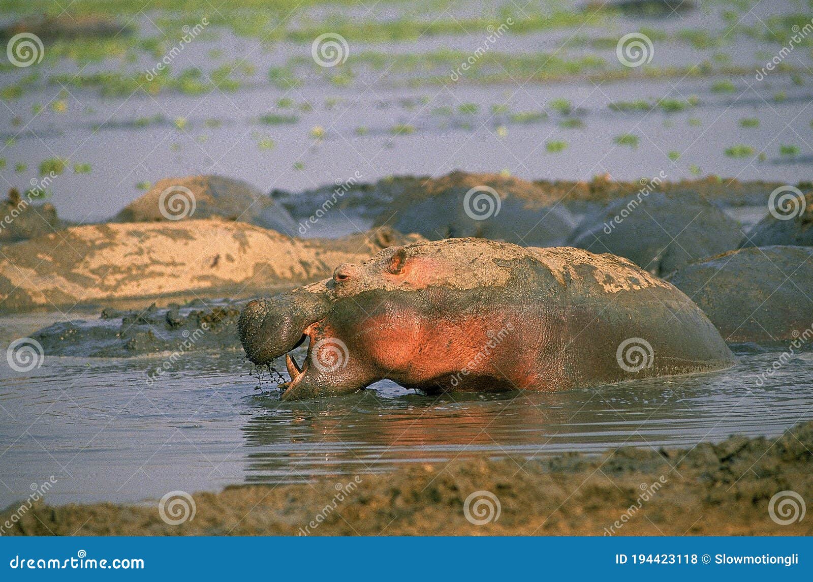 Le Parc De Virunga Hippo Amphibius Hippo Au Congo Photo stock - Image ...