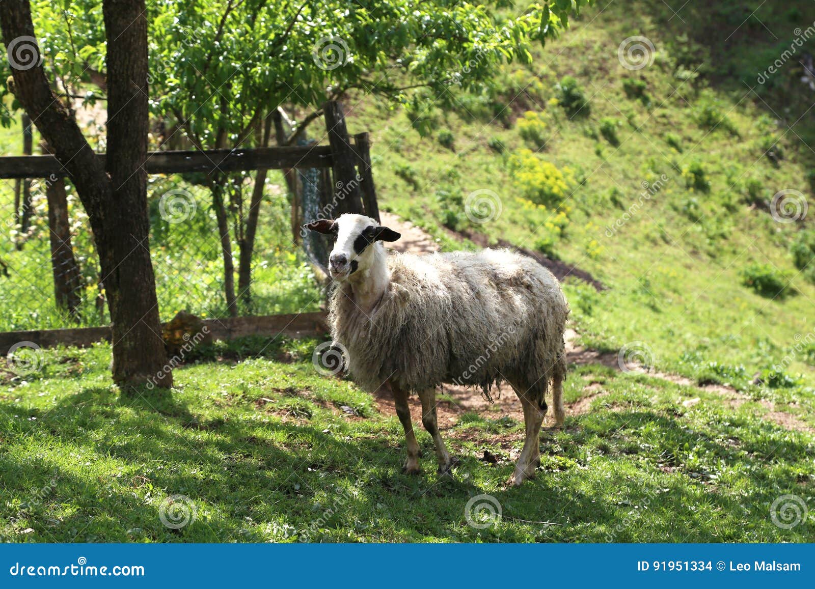Le Pecore E Le Capre Pascono in Un Pascolo Fotografia Stock - Immagine ...