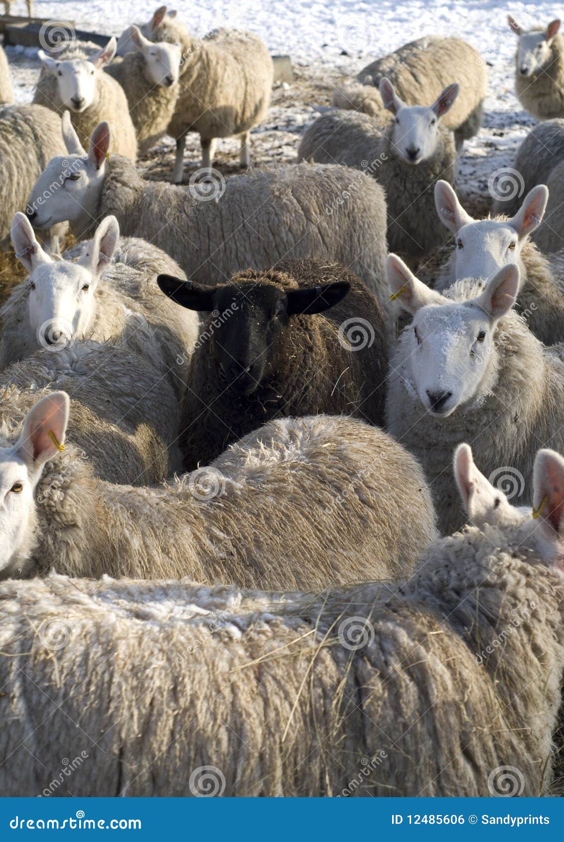 Le Pecore Nere Della Moltitudine. Fotografia Stock - Immagine di neve ...