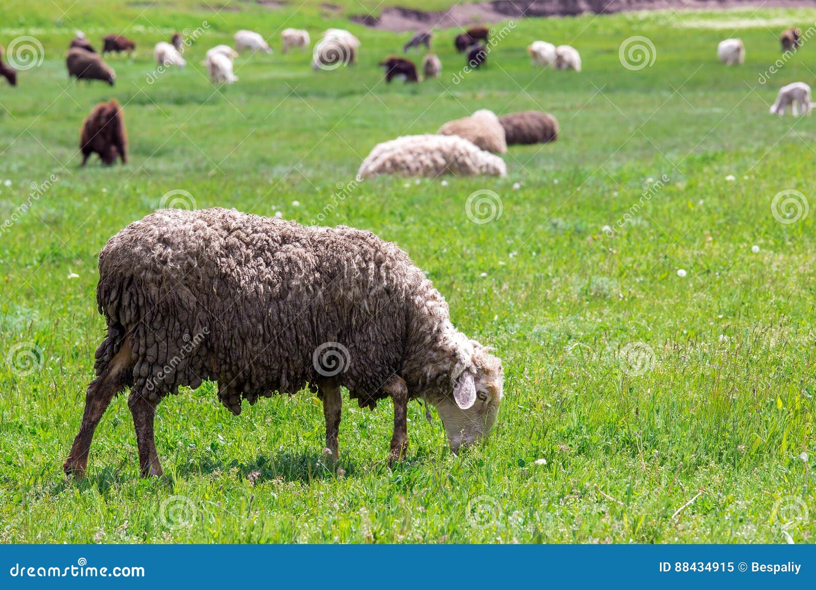 Le Pecore Pascute Su Un Prato Inglese Immagine Stock - Immagine di ...