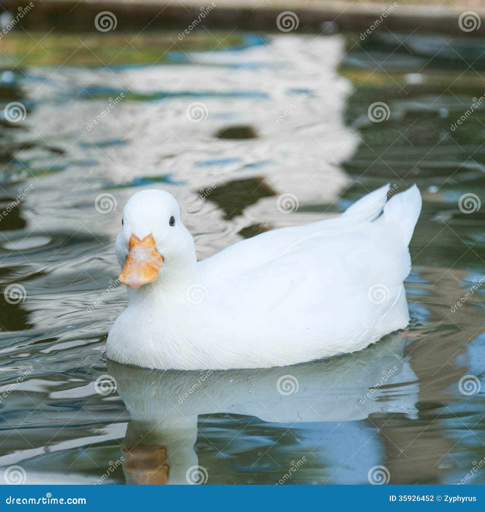 Le Petit Canard Blanc Flotte Sur L'eau Photo stock - Image du beau ...