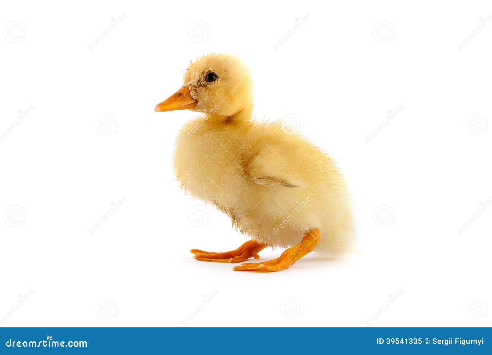 Le petit caneton jaune image stock. Image du humeur, pied - 39541335