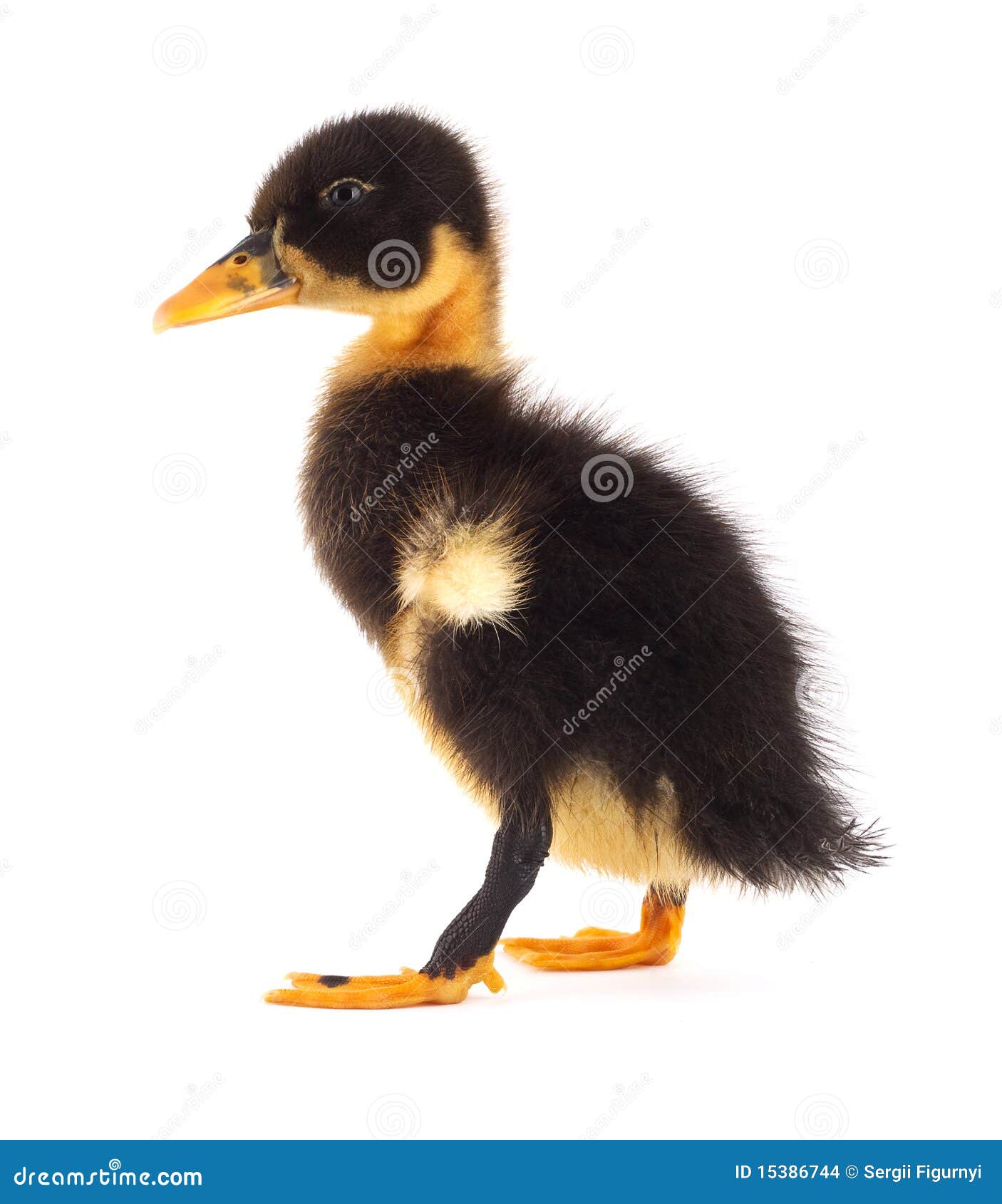 Le petit caneton noir photo stock. Image du enfance, curiosité - 15386744