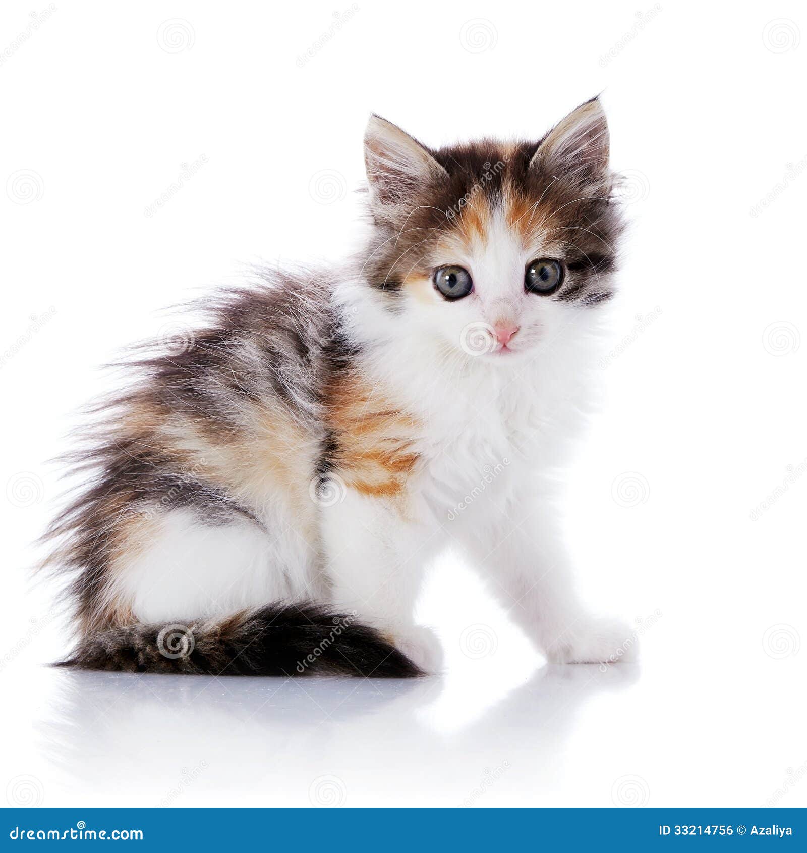 Le Petit Chat Multicolore Se Repose Sur Un Fond Blanc. Image libre de ...