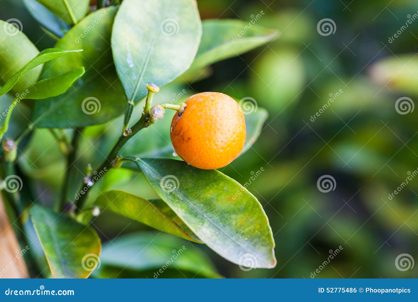 Le petit fruit orange photo stock. Image of asie, vert - 52775486