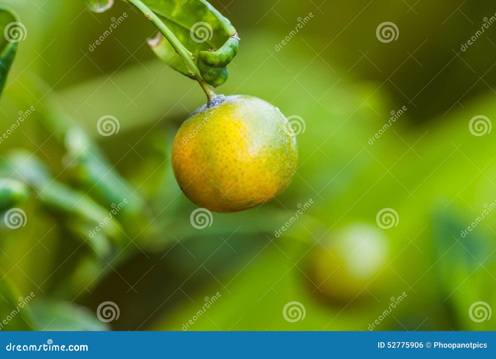Le petit fruit orange photo stock. Image du simple, asiatique - 52775906