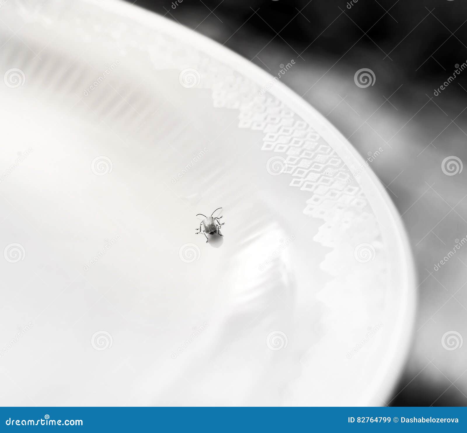 Le Petit Insecte Rampe Du Plat Image stock - Image du type, anomalie ...