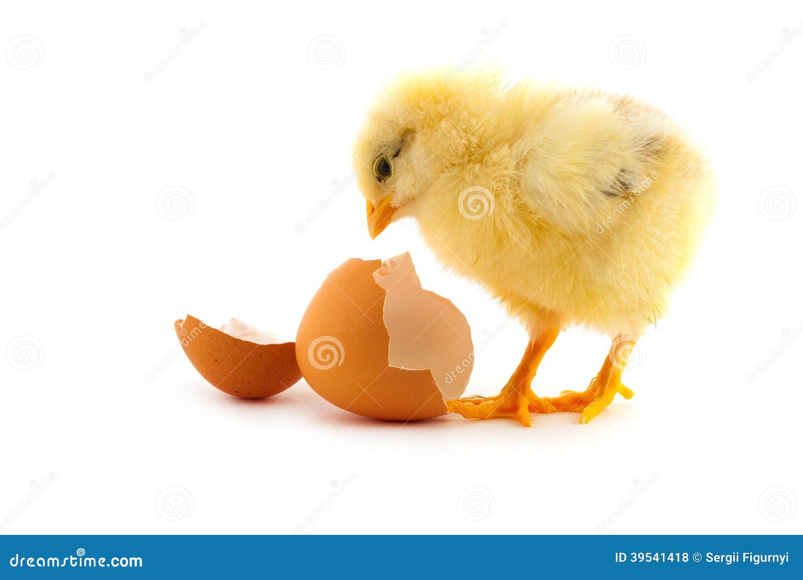 Le petit poussin jaune photo stock. Image du concepts - 39541418