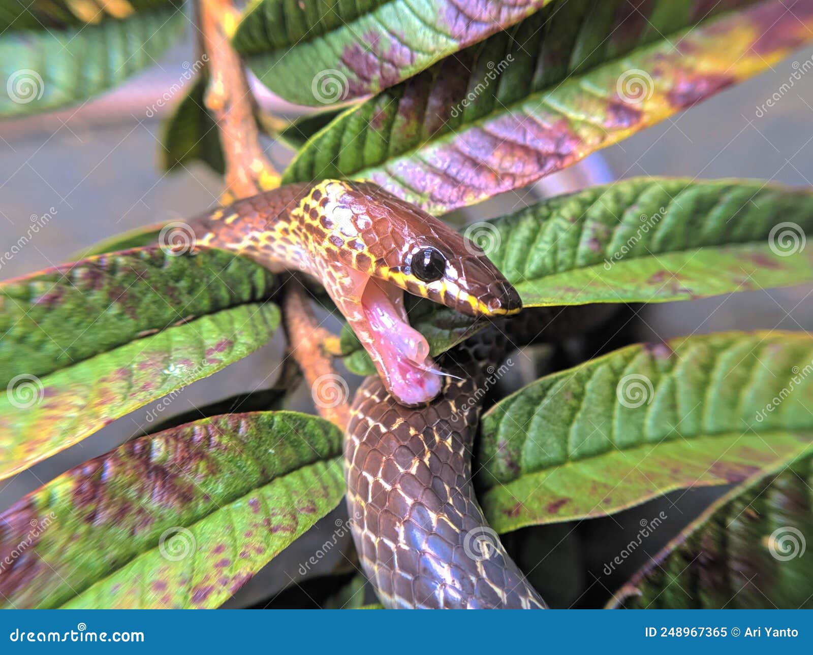 Le Petit Serpent Est Dans Les Arbres Image stock - Image du amphibie ...