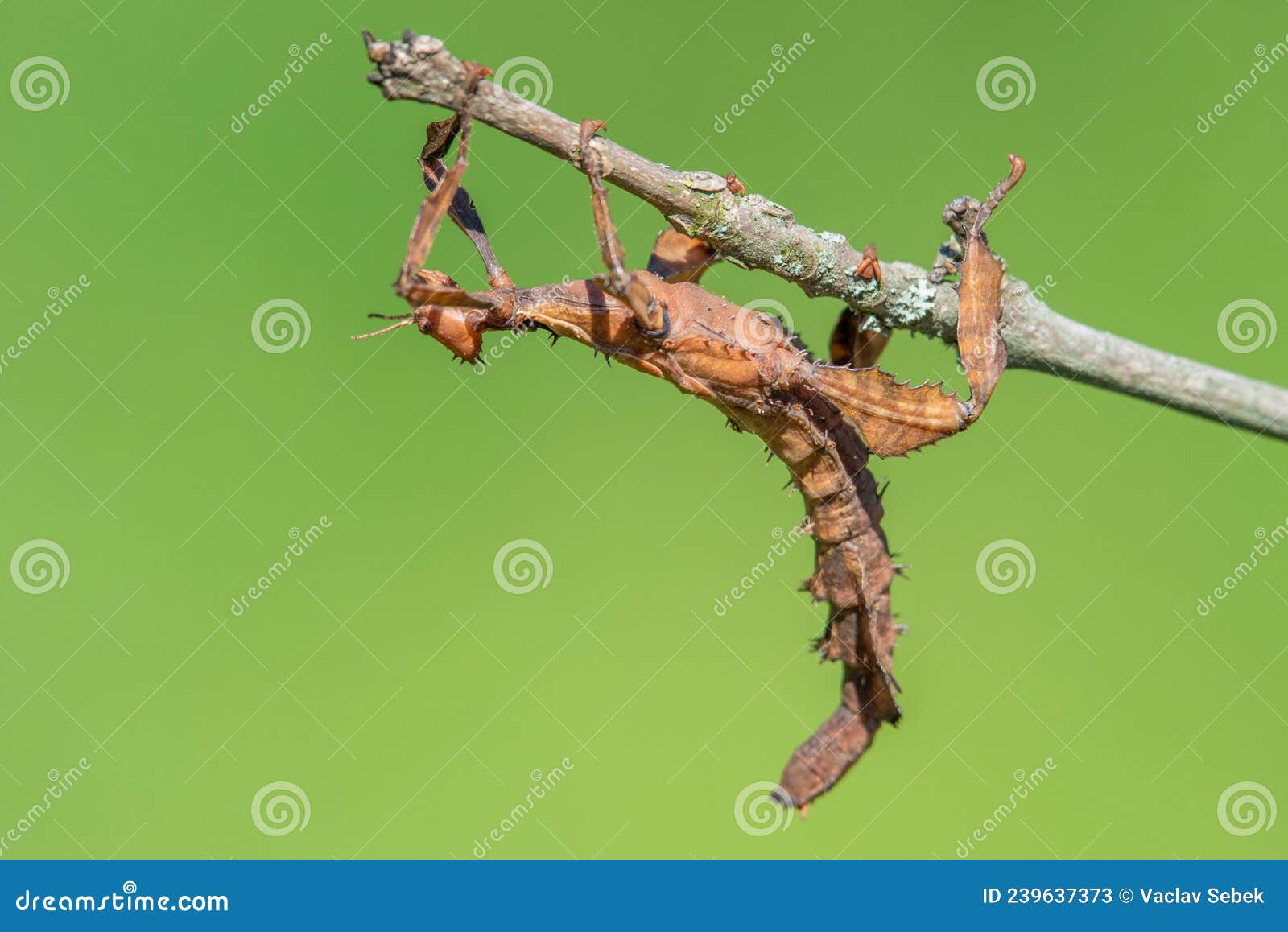 Le Phasmatodea Assis Sur Une Branche Image stock - Image du couleur ...