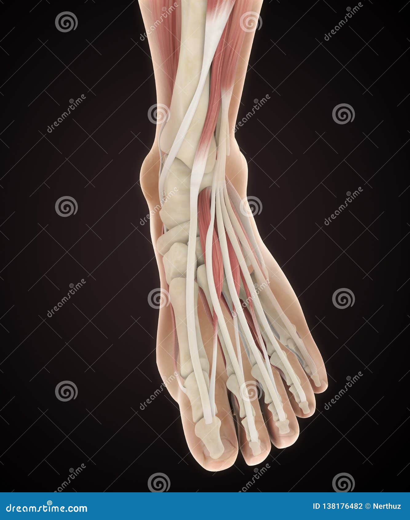 Le Pied Humain Muscles L'anatomie Illustration Stock - Illustration du ...