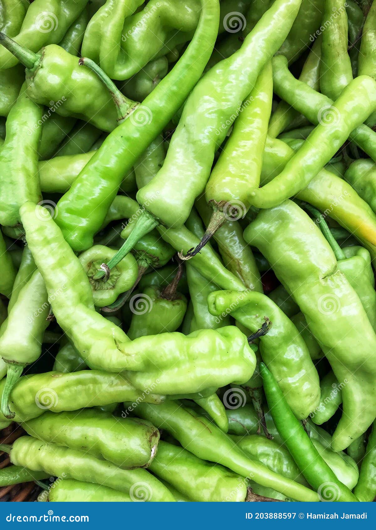 Le piment image stock. Image du vert, sort, légume, épicé - 203888597
