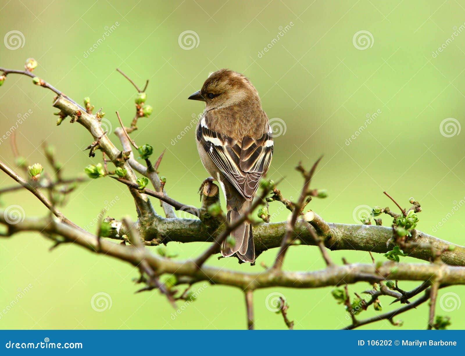 Le Pinson Femelle Image. Image: 106202