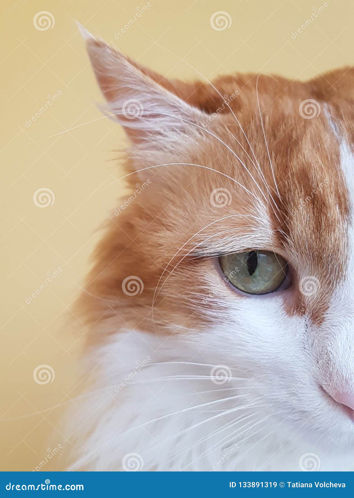 Le Plancher Du Museau D'un Chat Image stock - Image du chat, pelucheux ...