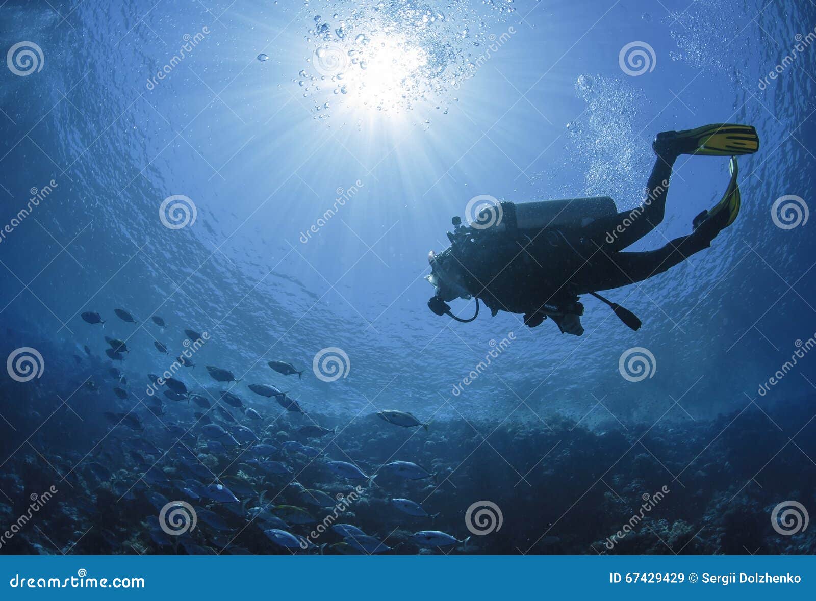 Le Plongeur Nage En Mer Rouge Image stock - Image du plongée, bulles ...