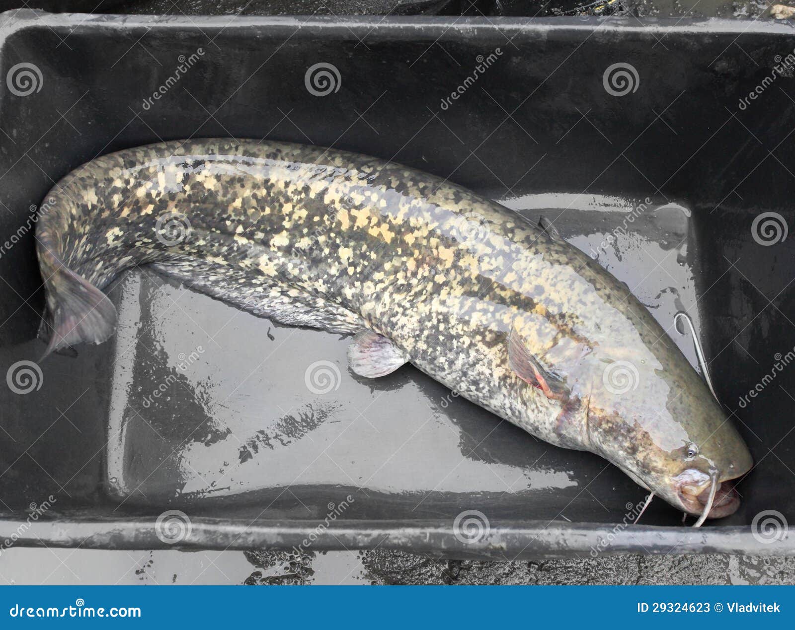 Le Poisson-chat (Silurus Glanis). Image stock - Image du industriel ...