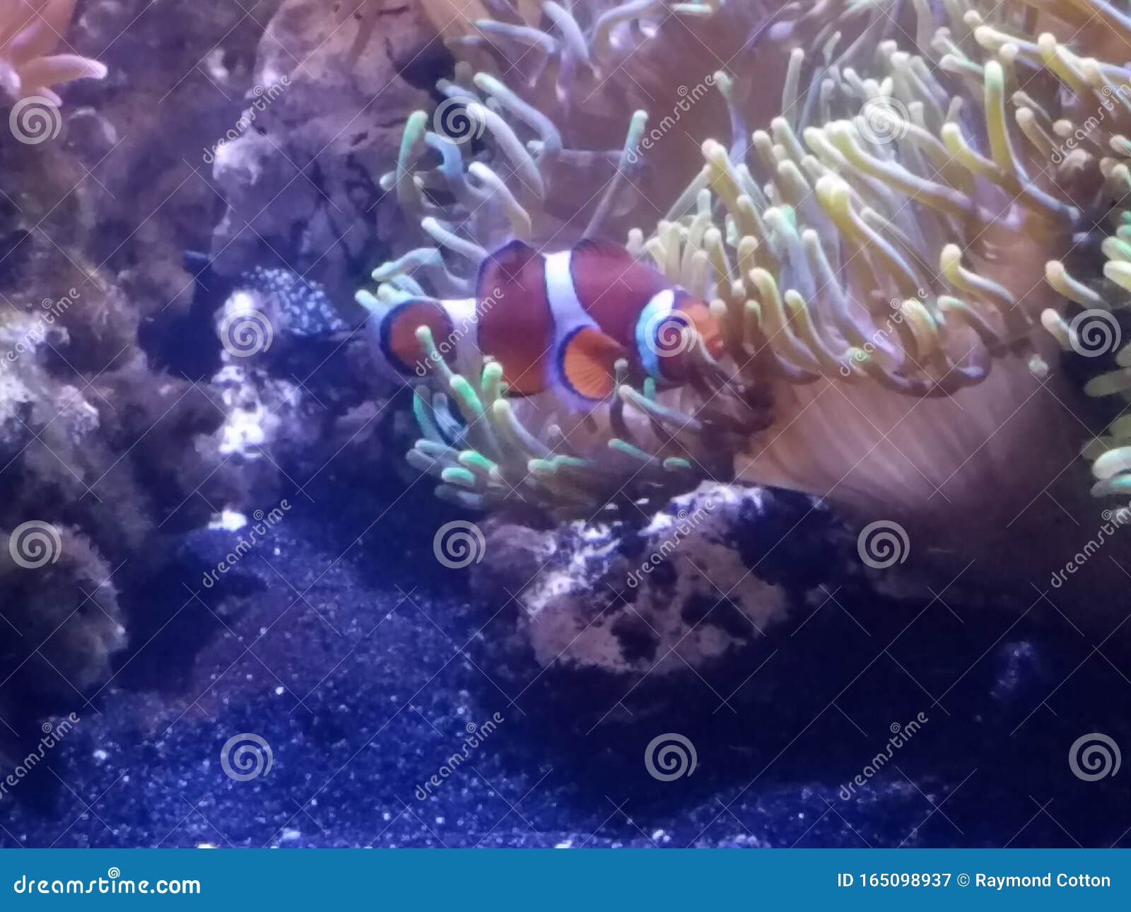 Le poisson clown se cache image stock. Image du pitre - 165098937