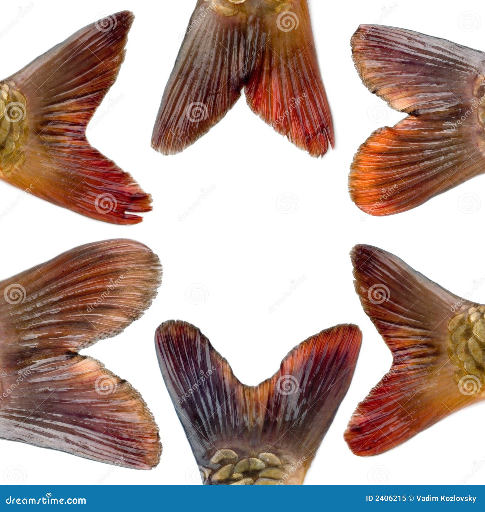 Le Poisson Partie La Composition Image stock - Image du cholestérol ...