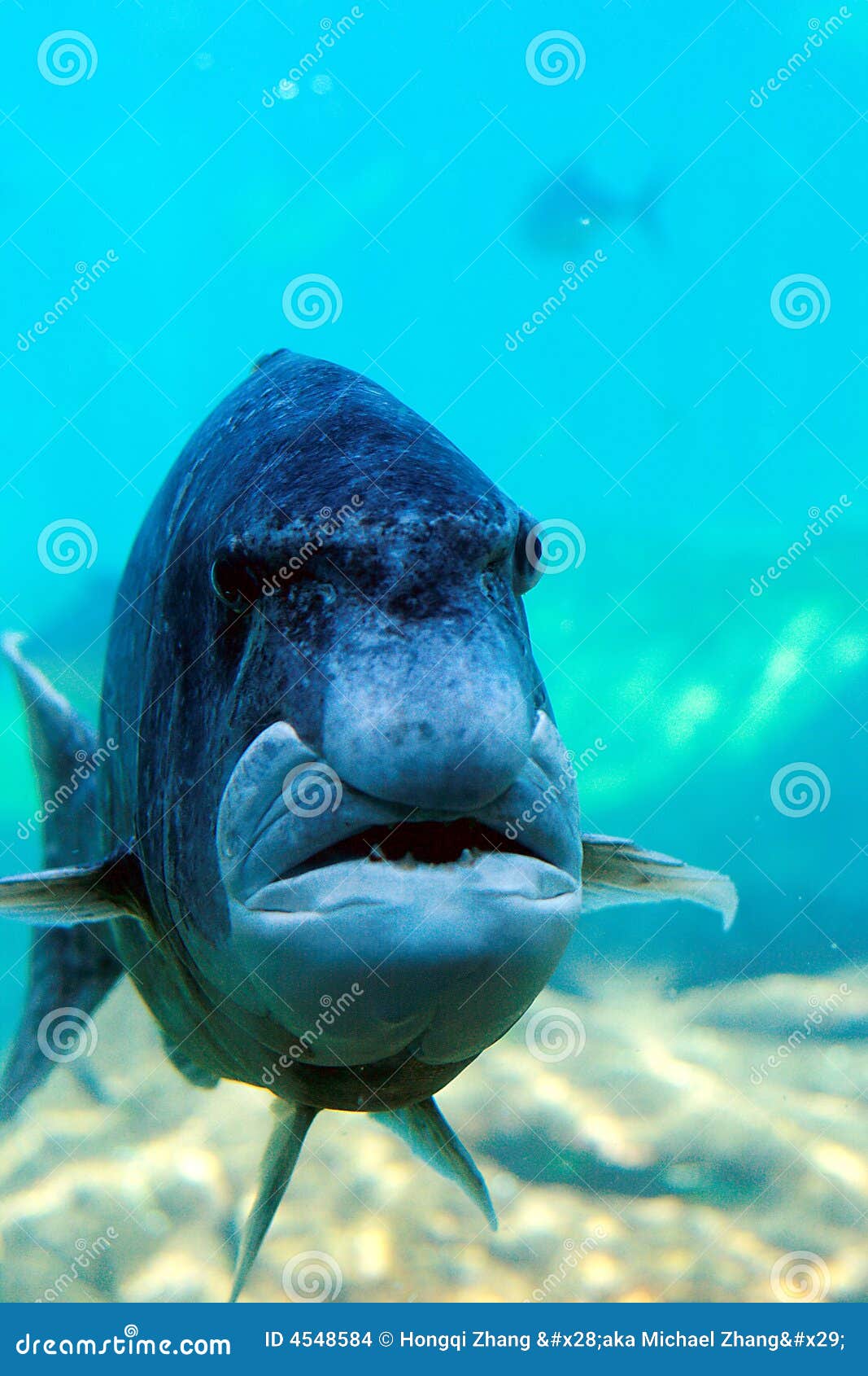 Le Poisson Ressemble Au Visage Humain Photo stock - Image du roche ...