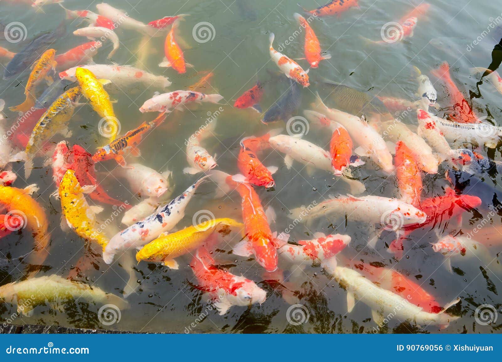Poisson Rouge Dans Un étang