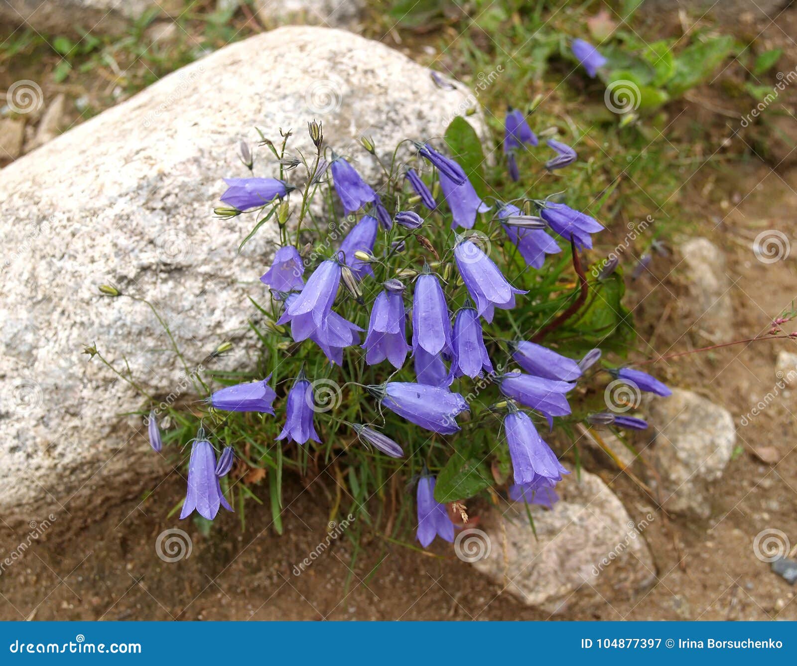 Le Polymorpha Variable De Floraison Witasek De Campanule De Cloche De ...