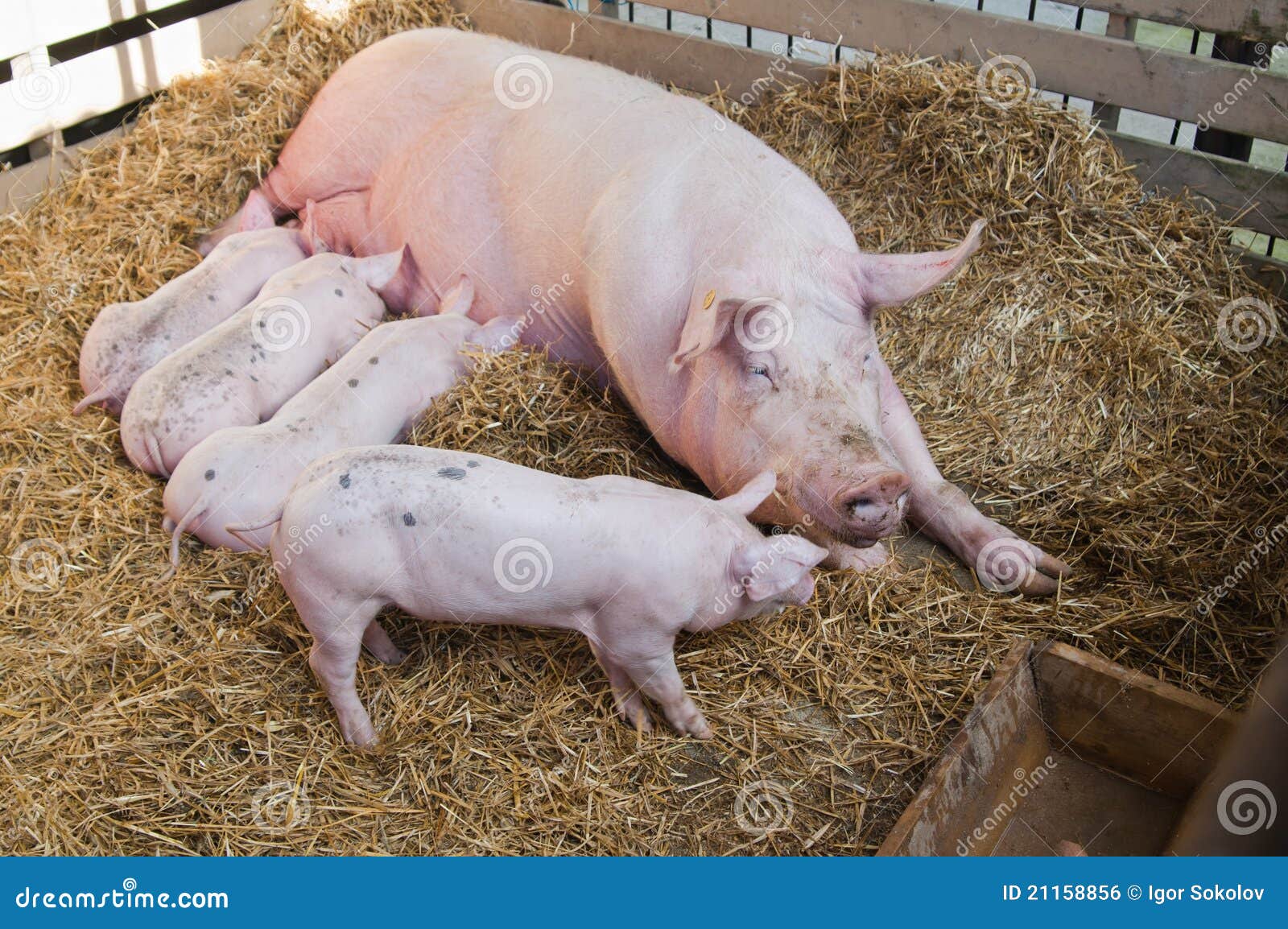 Le Porc Alimente De Petits Porcs Roses Photo stock - Image du adorable ...