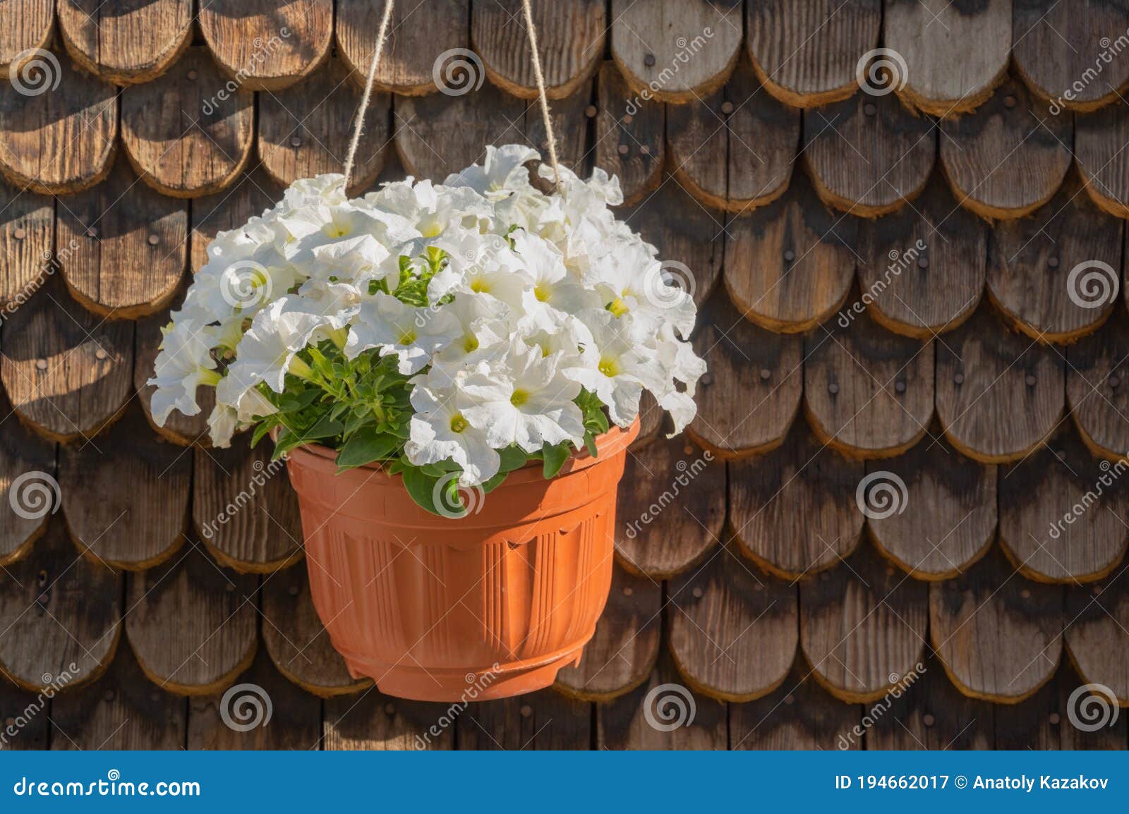 Le Pot De Fleur Accroche Sur Un Mur En Bois Brut Image stock - Image du ...