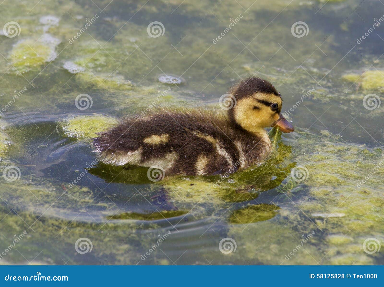 Le Poussin Mignon Des Canards Mange Les Algues Photo stock - Image du ...