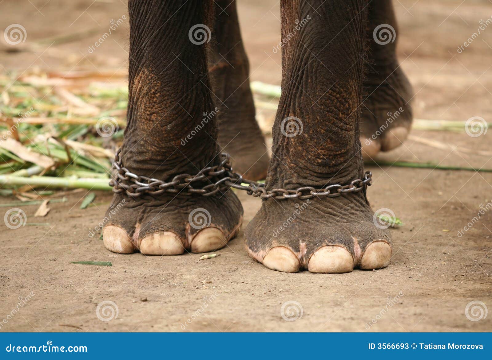 Le prisonnier image stock. Image du éléphant, prison, tension - 3566693