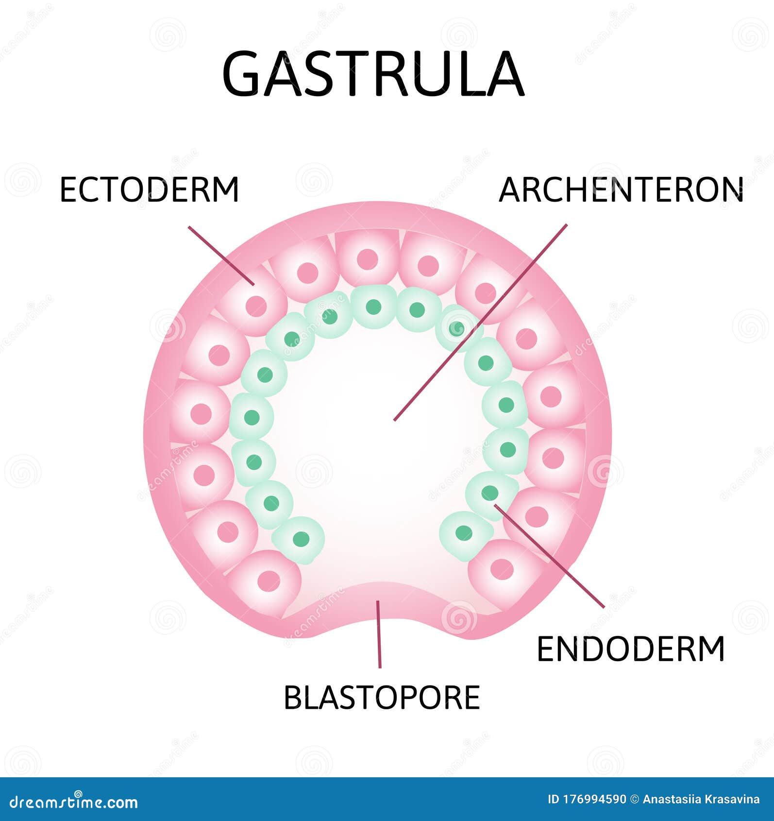 Le Processus De Gastrulation. Reste De L'endoderme Invaginating De ...