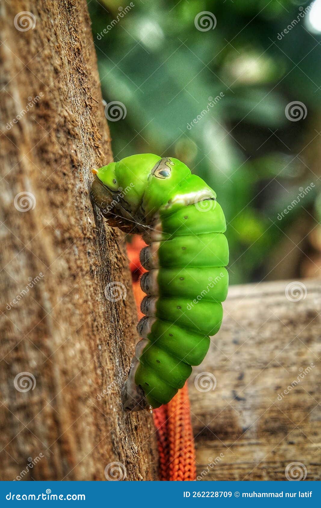 Le Processus Initial De La Chenille Verte Devient Un Cocon Image stock ...