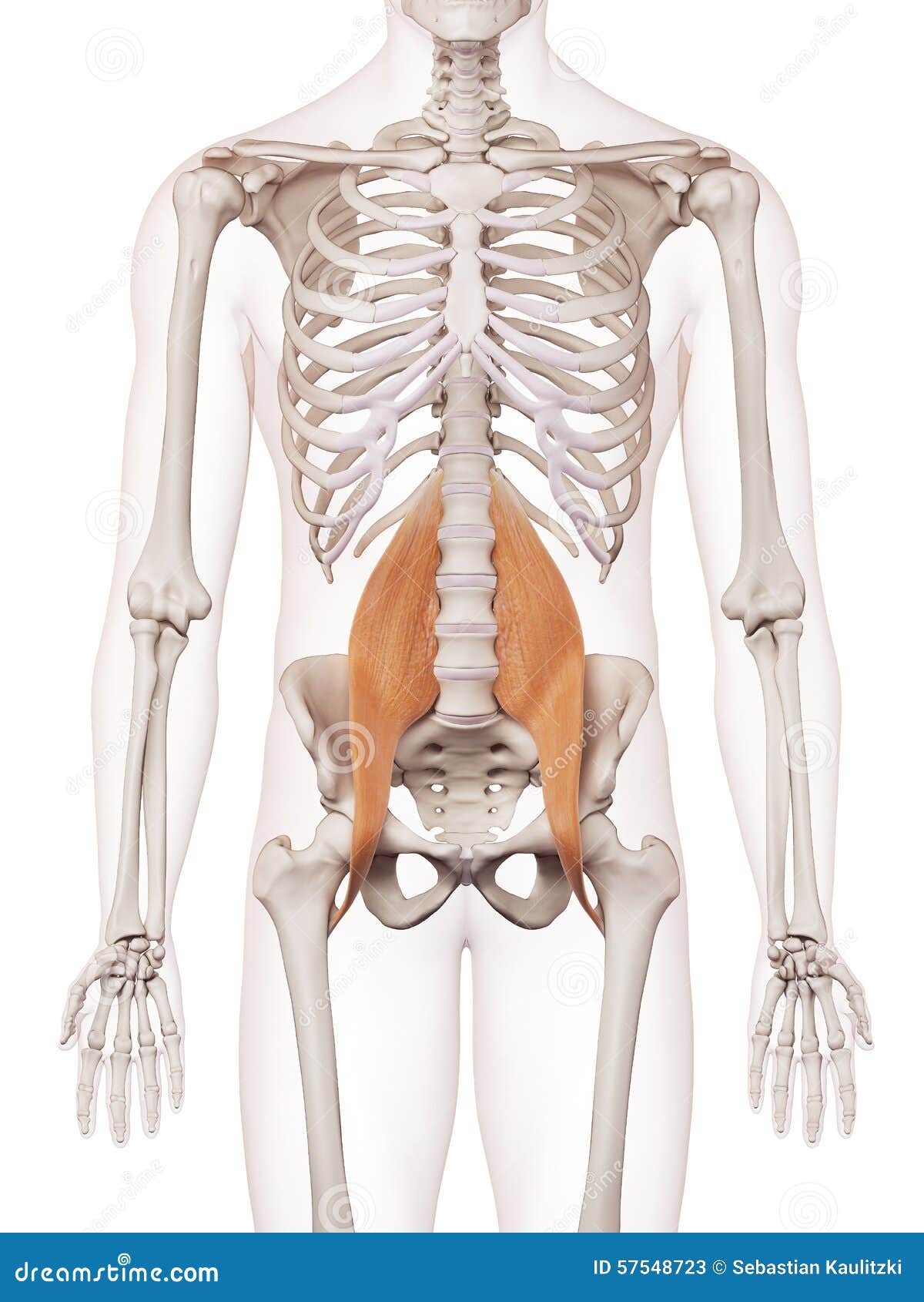 Le psoas iliaque illustration stock. Illustration du masculin - 57548723