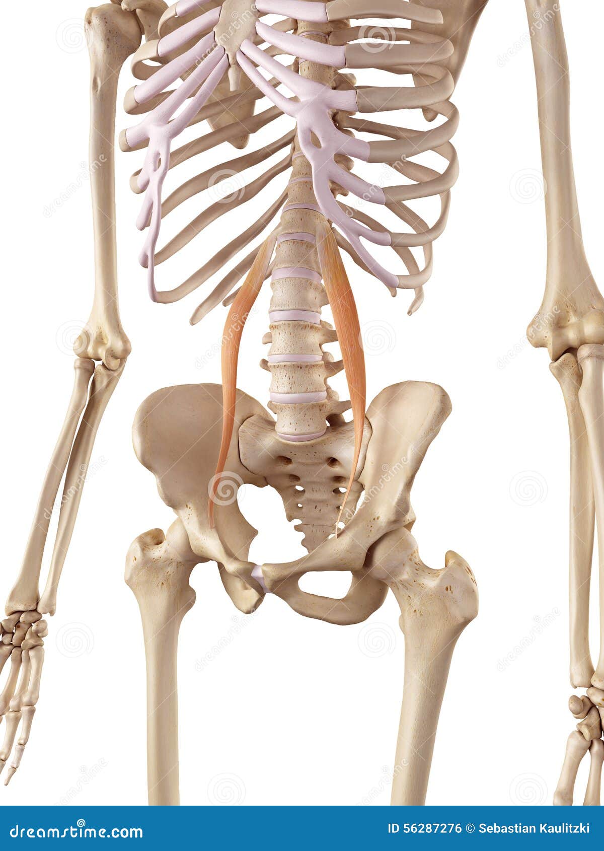 Le psoas - mineur illustration stock. Illustration du anatomie - 56287276