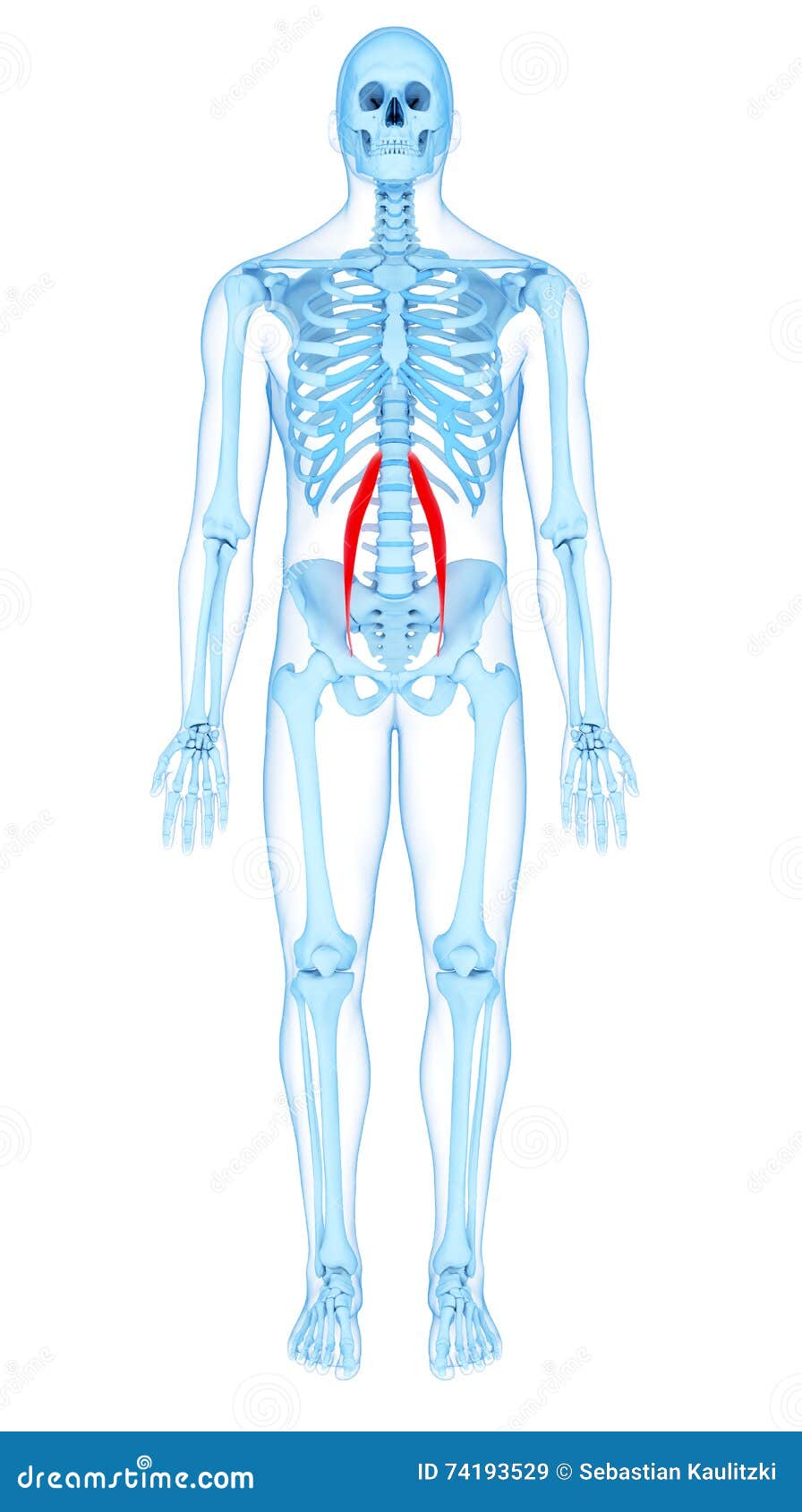 Le psoas - mineur illustration stock. Illustration of rouge - 74193529
