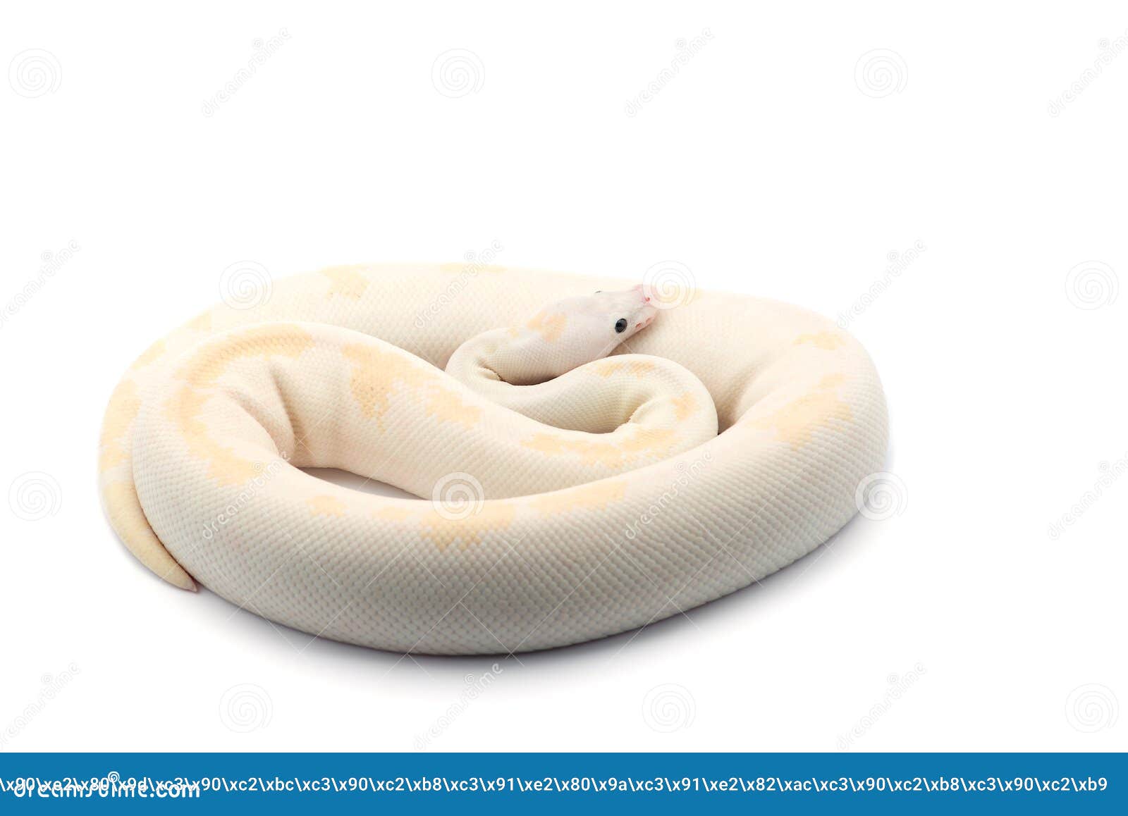 Le Python Royal D'isolement Sur Le Fond Blanc Image stock - Image du ...