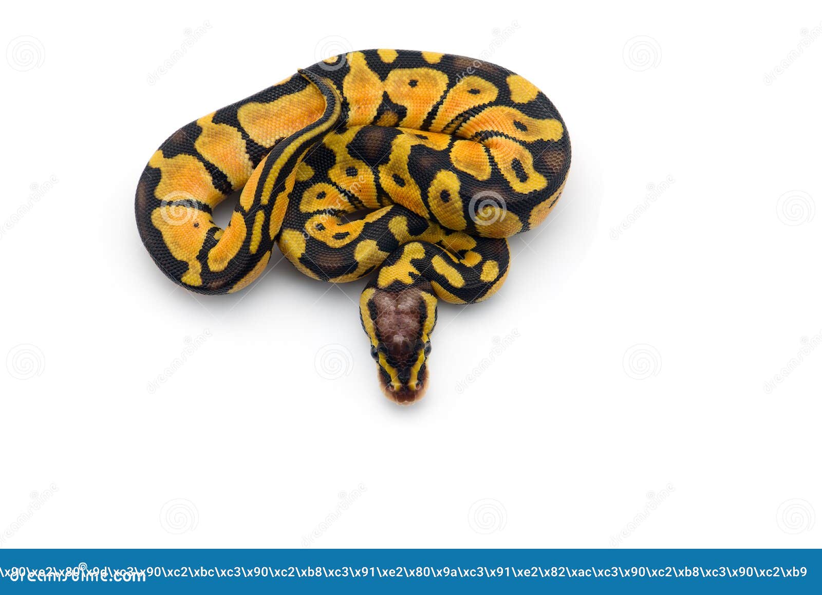 Le Python Royal Sur Le Fond Blanc Photo stock - Image of génétique ...