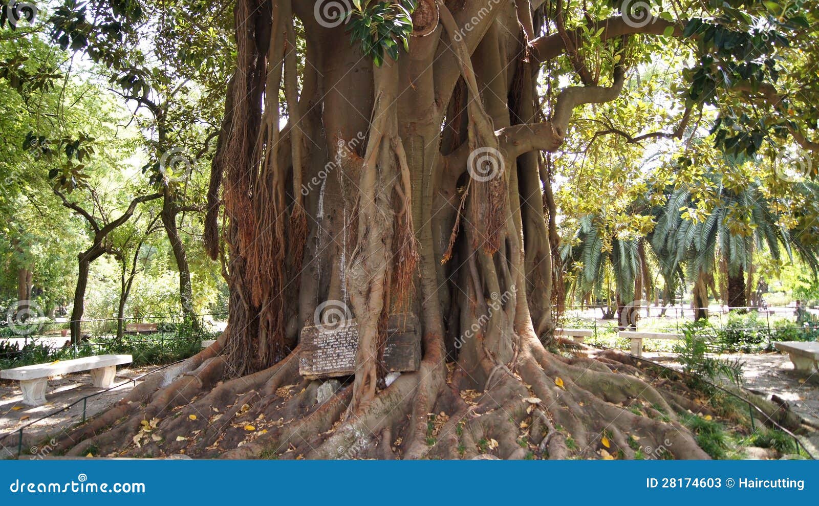 Le radici di grande albero immagine stock. Immagine di invecchiato ...