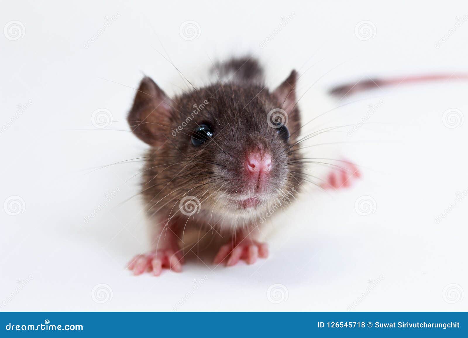 Le Rat De Laboratoire De Brown Photo stock - Image du laboratoire ...