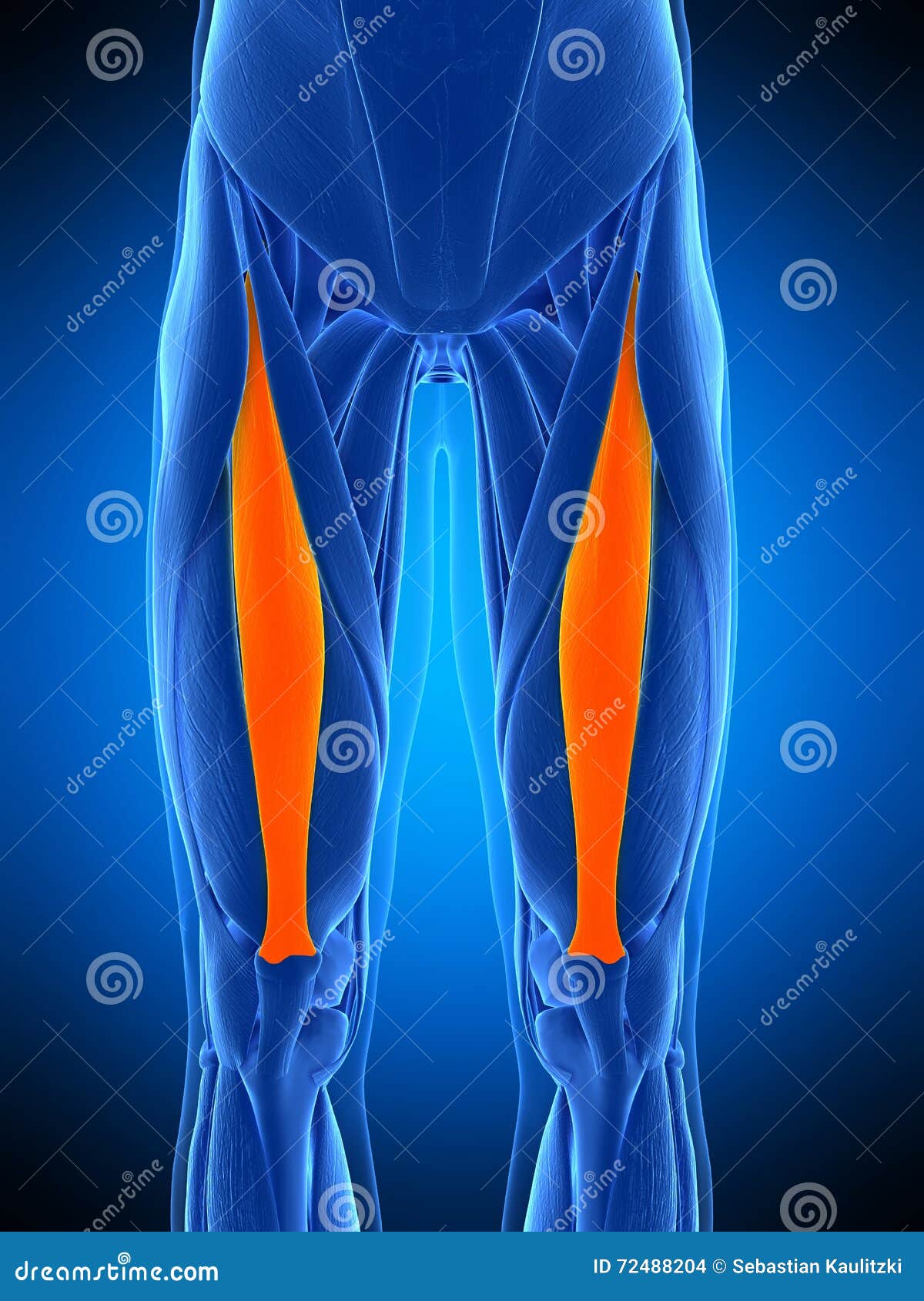 Le rectus femoris illustration stock. Illustration du anatomique - 72488204