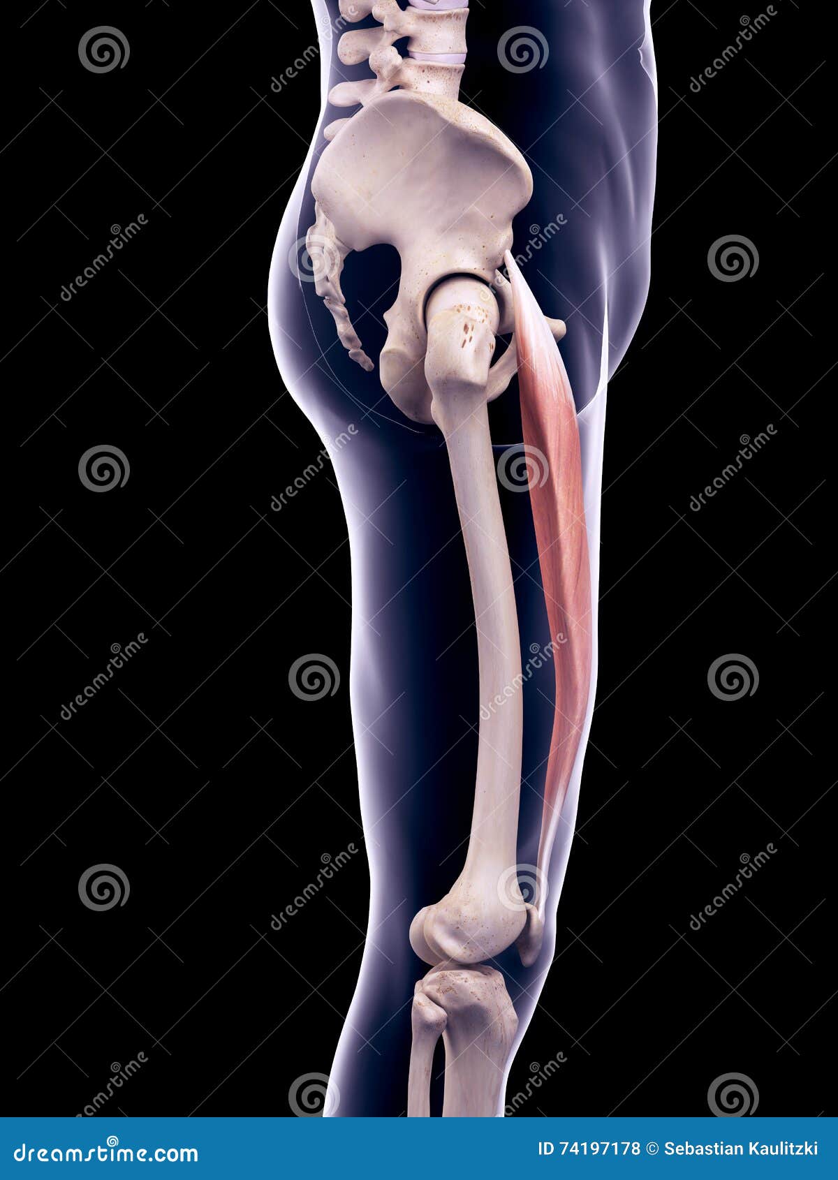 Le rectus femoris illustration stock. Illustration du noir - 74197178