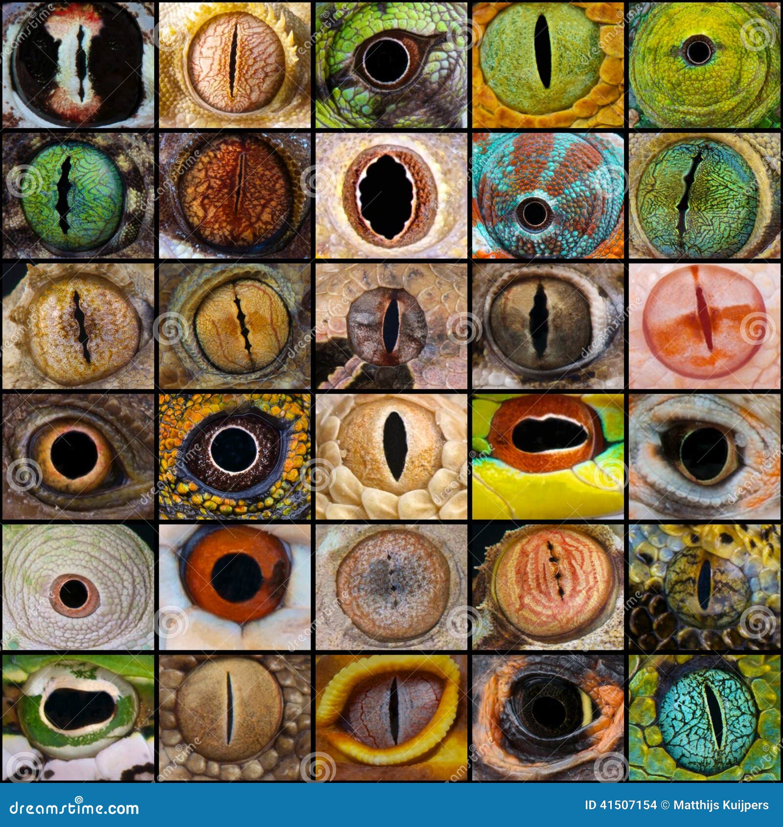 Le Reptile Observe Le Collage Photo stock - Image du reptile, optique ...
