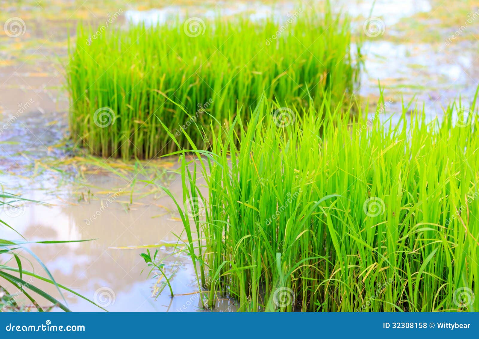 Le riz pousse l'usine photo stock. Image du affermage - 32308158